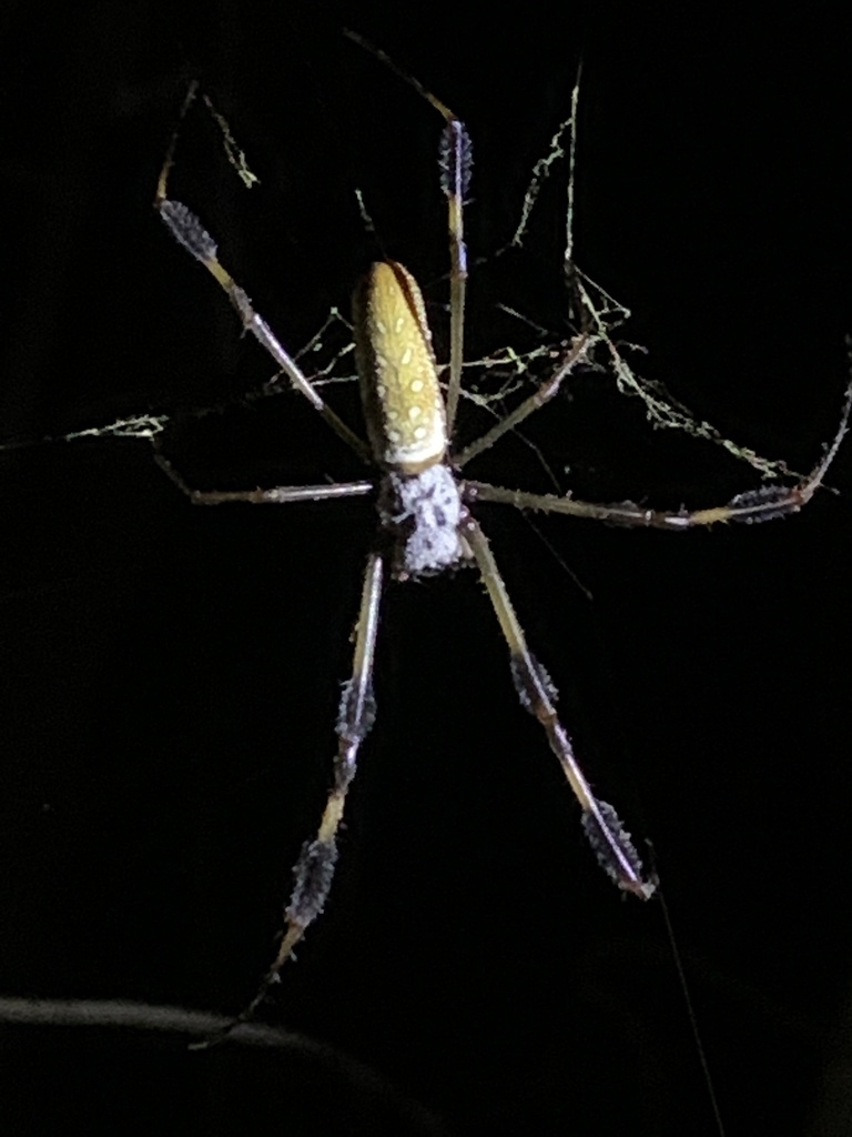 Golden Silk Spider in November 2020 by gr0mmy · iNaturalist