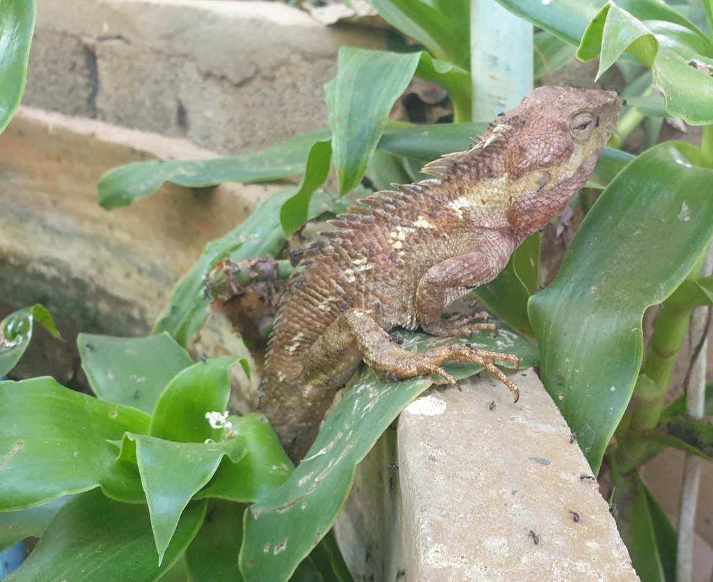 Siamese Blue Crested Lizard from Chiang Dao, Chiang Dao District ...