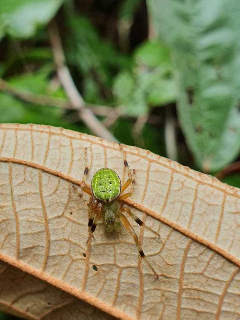 Araneus venatrix from Formosa, Goiás, Brazil on December 22, 2020 at 03 ...