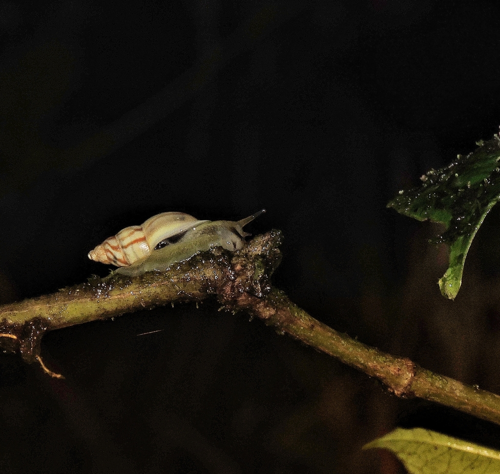Drymaeus from Hatun Sumaku, Ecuador on December 18, 2020 at 08:48 PM by ...