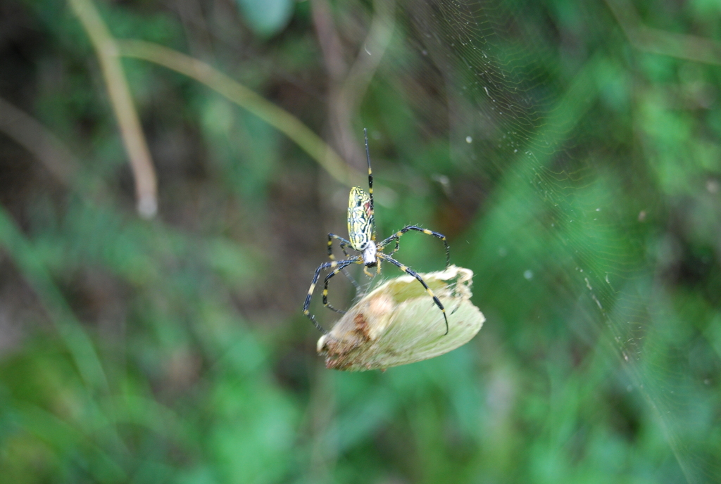 Joro Spider from Pengzhou, Chengdu, Sichuan, China on August 28, 2009 ...