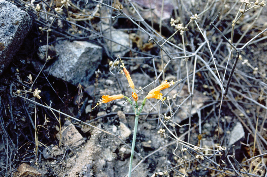 Stenomesson flavum from Huarochirí Province, Peru on October 11, 2002 ...
