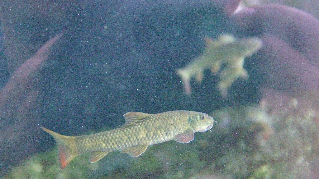 Doctor Fish (Garra rufa) - Marine Life Identification