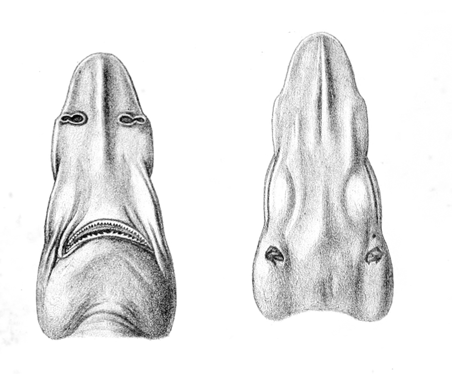 Birdbeak Dogfish Shark