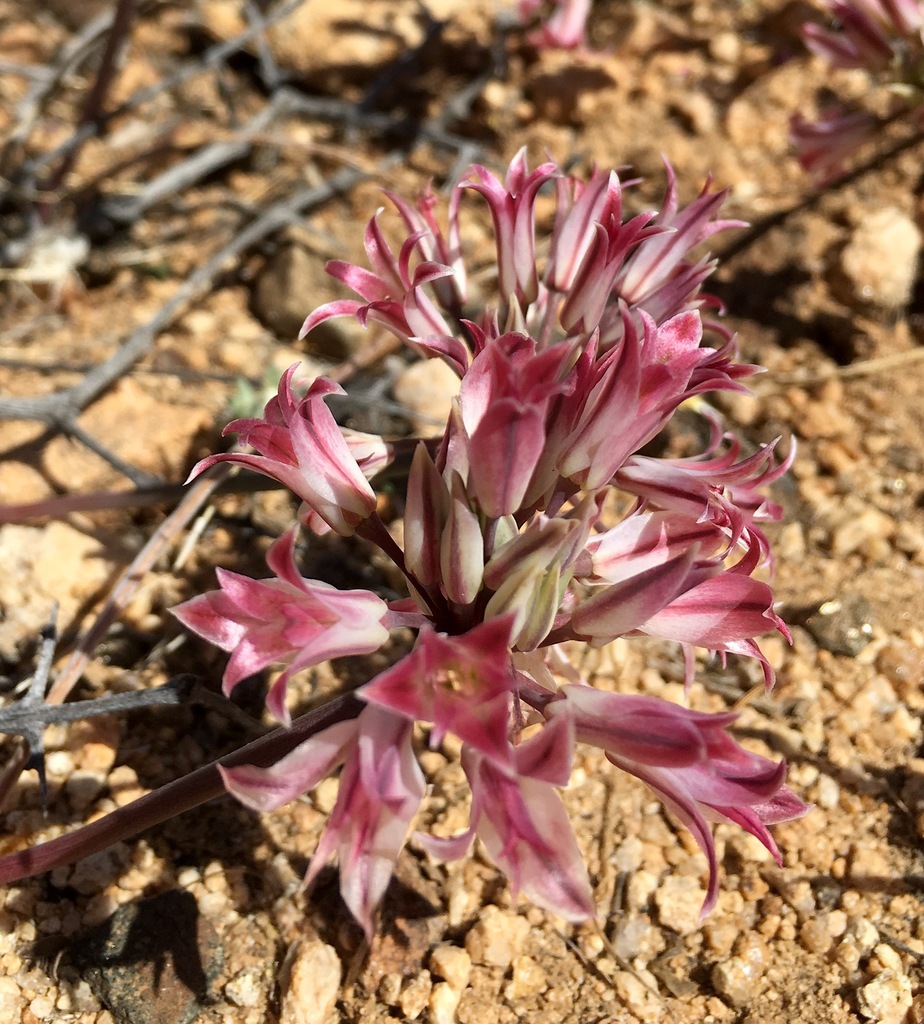 Parish's onion in April 2017 by desertnaturalist · iNaturalist