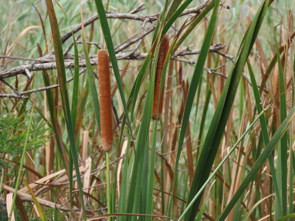 Cape Bulrush from iSimangaliso, South Africa on December 20, 2020 at 02 ...