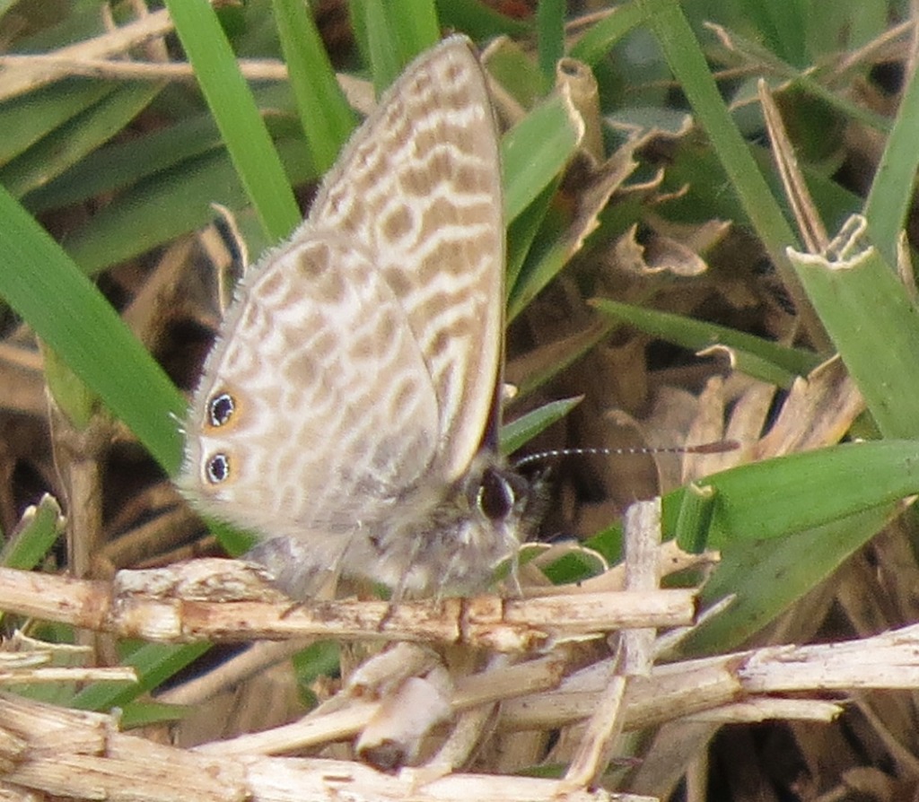 Lang's Short-tailed Blue from Lagărul comunist Periprava, Romania on ...