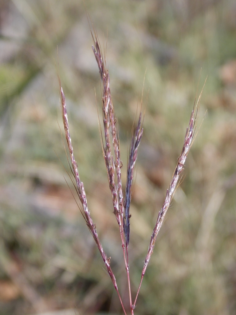 King Ranch bluestem in November 2020 by Aidan Campos · iNaturalist
