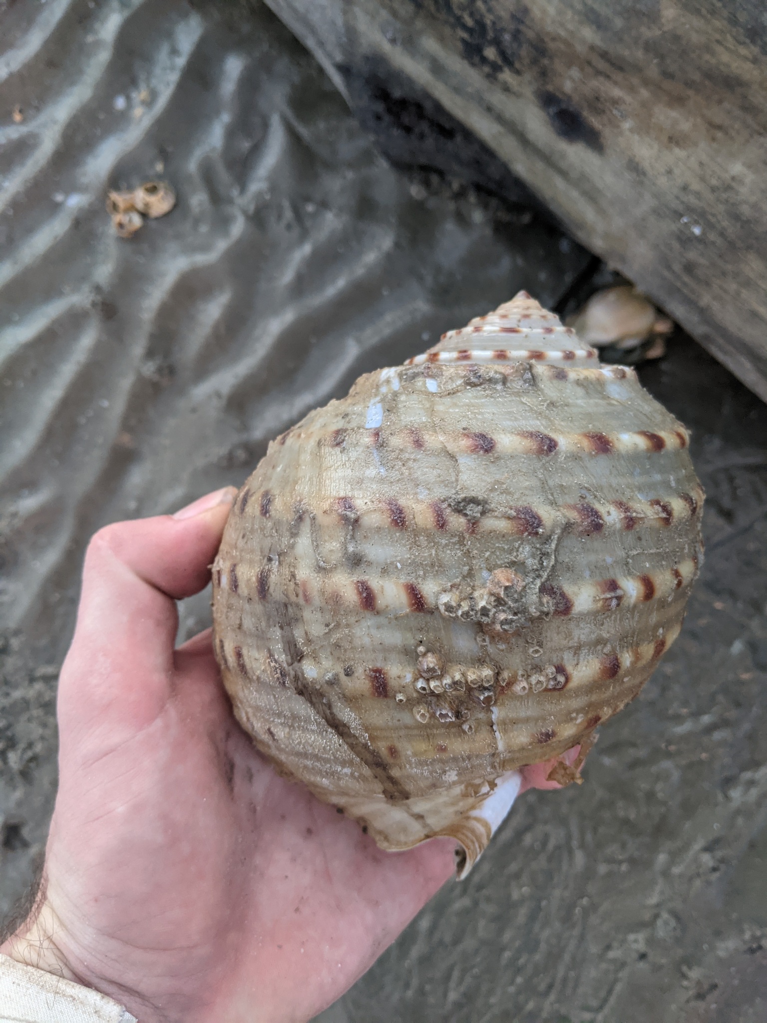 Tonna dolium (Linnaeus, 1758)