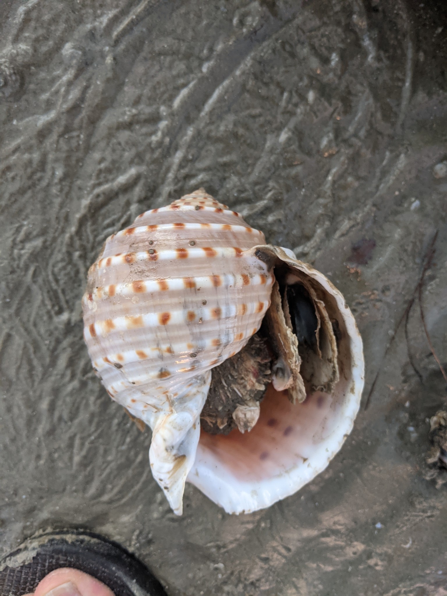 Tonna dolium (Linnaeus, 1758)