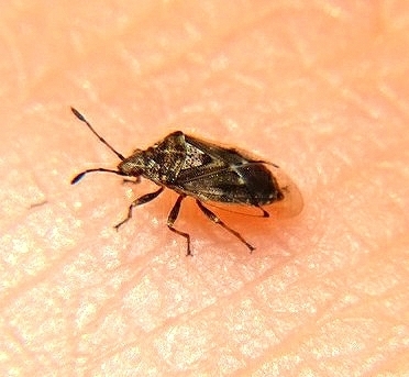 Kleidocerys truncatulus (Madeira True Bugs) · iNaturalist