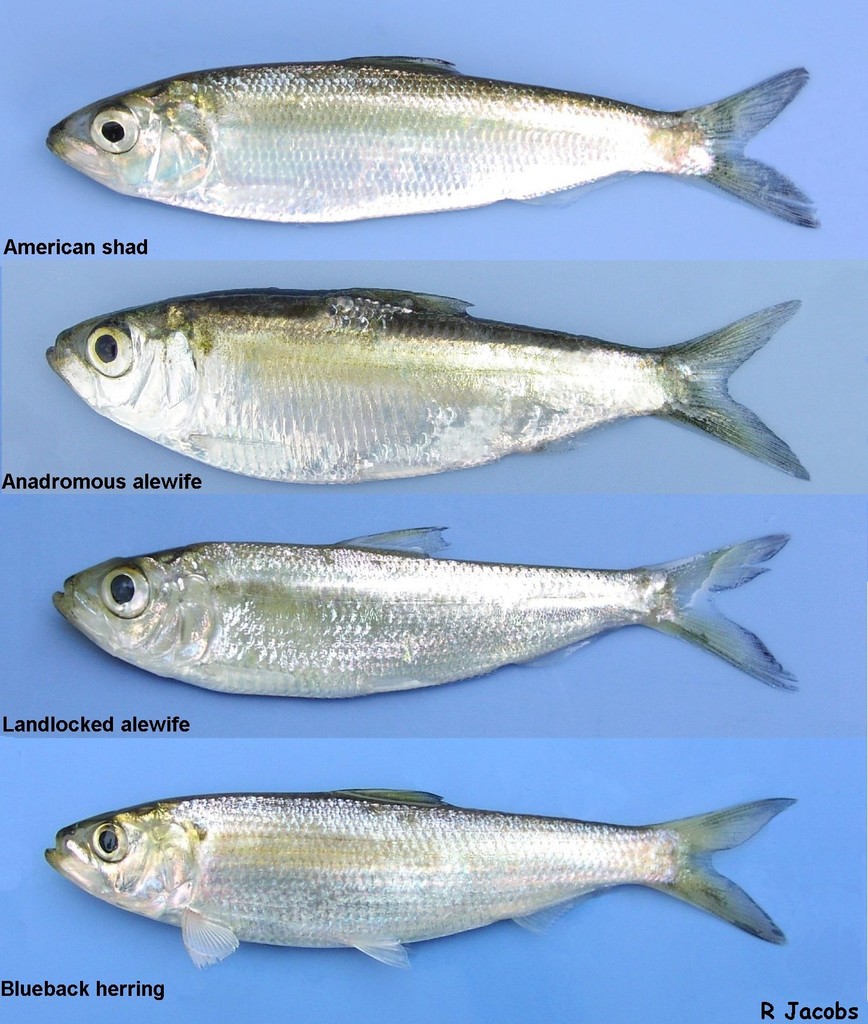 Shads and Sardines (Alosidae) - Marine Life Identification