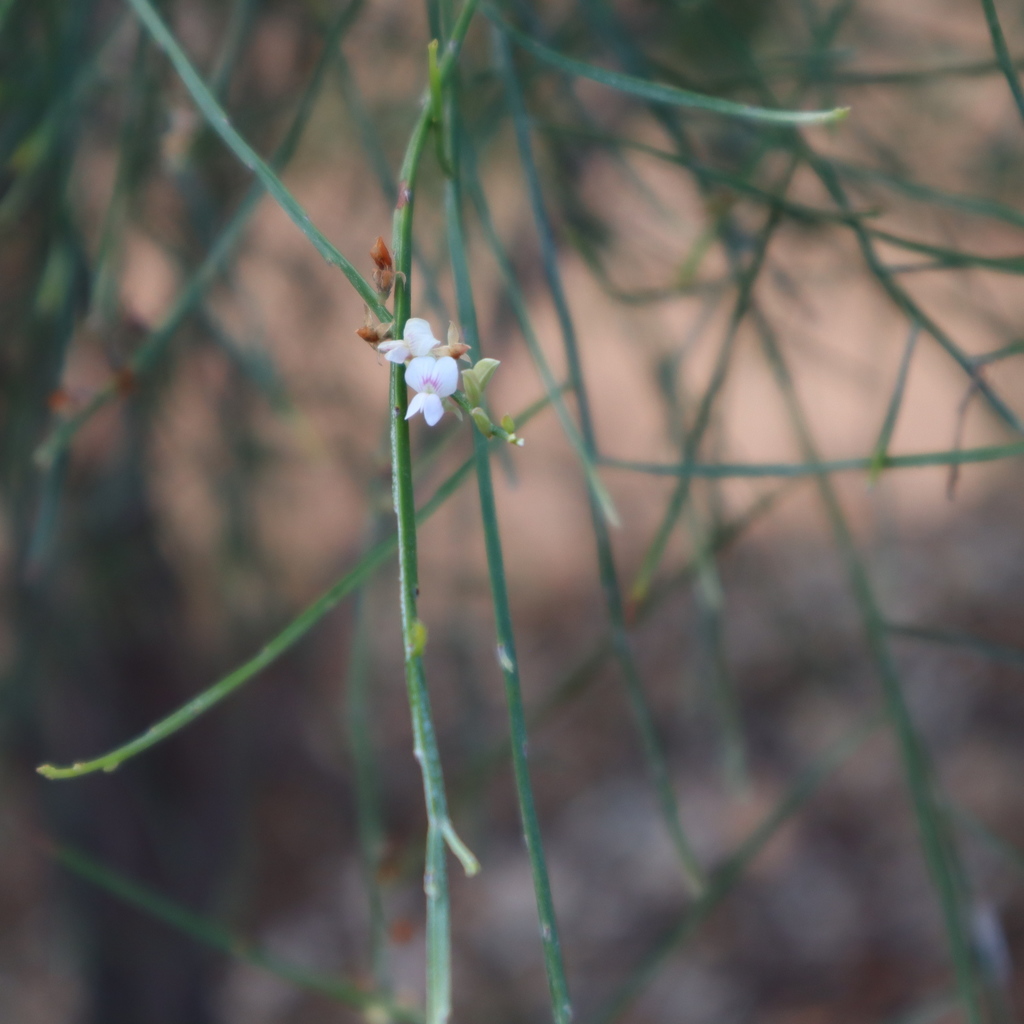 Jacksonia thesioides from Shelburne QLD 4874, Australia on August 17 ...