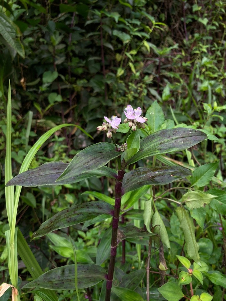 common roseling from HC-05 Box 8974, PR-186, Río Grande 00745, Puerto ...