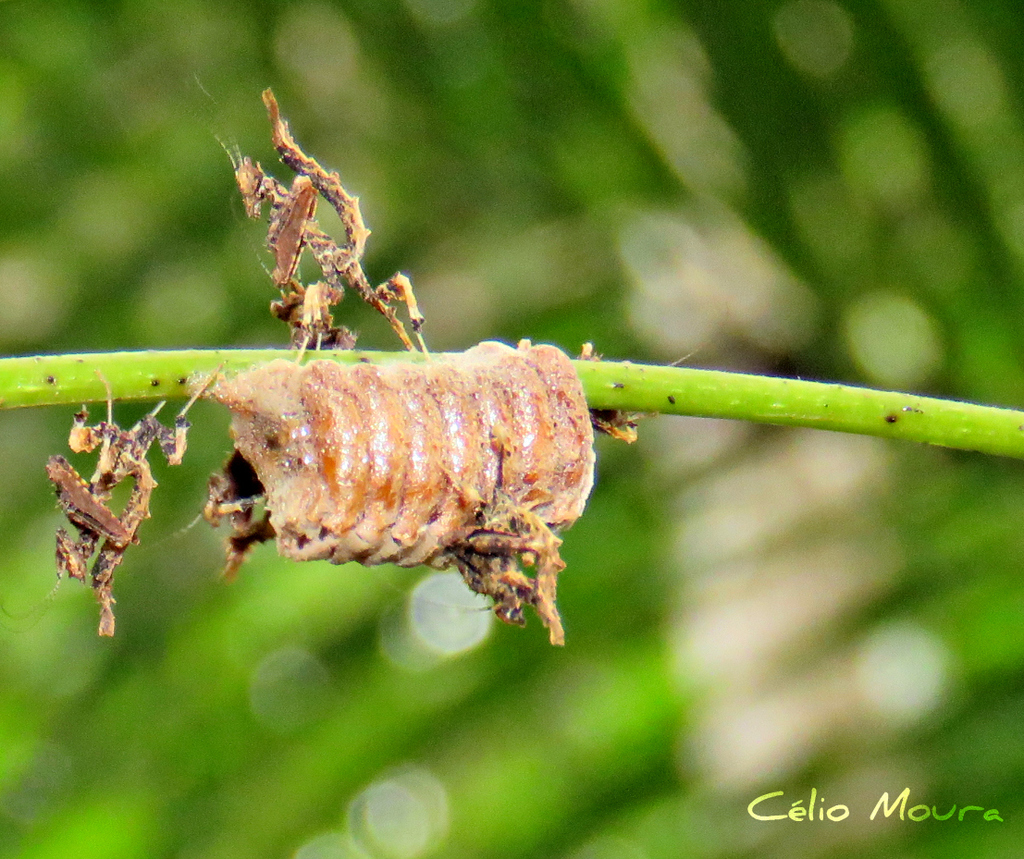 Brazilian Dragon Mantis from RPPN Monte Alegre - Pacatuba - CE, 61800 ...
