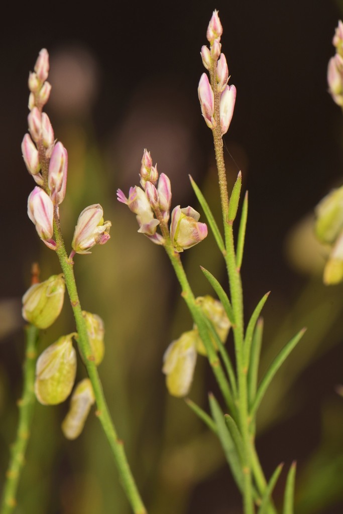 Broom Milkwort (Senega scoparioides) - Botanical Realm