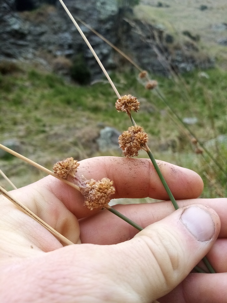 austral rush from Christchurch, New Zealand on December 20, 2020 at 05: ...