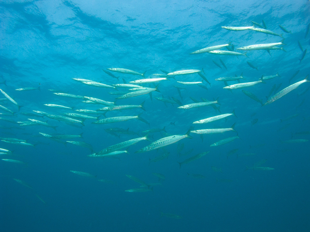 Mexican Barracuda from Baja California Sur, MX on September 18, 2006 at ...