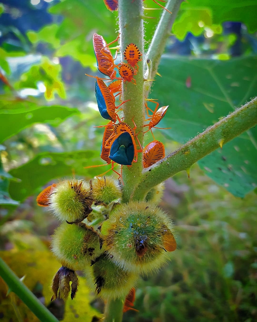 Red-bordered Stink Bug from Villa Comaltitlán, Chis., México on ...