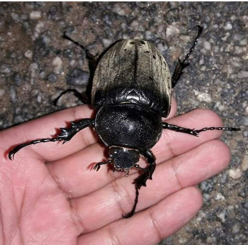 Megasoma anubis (Chevrolat, 1836)