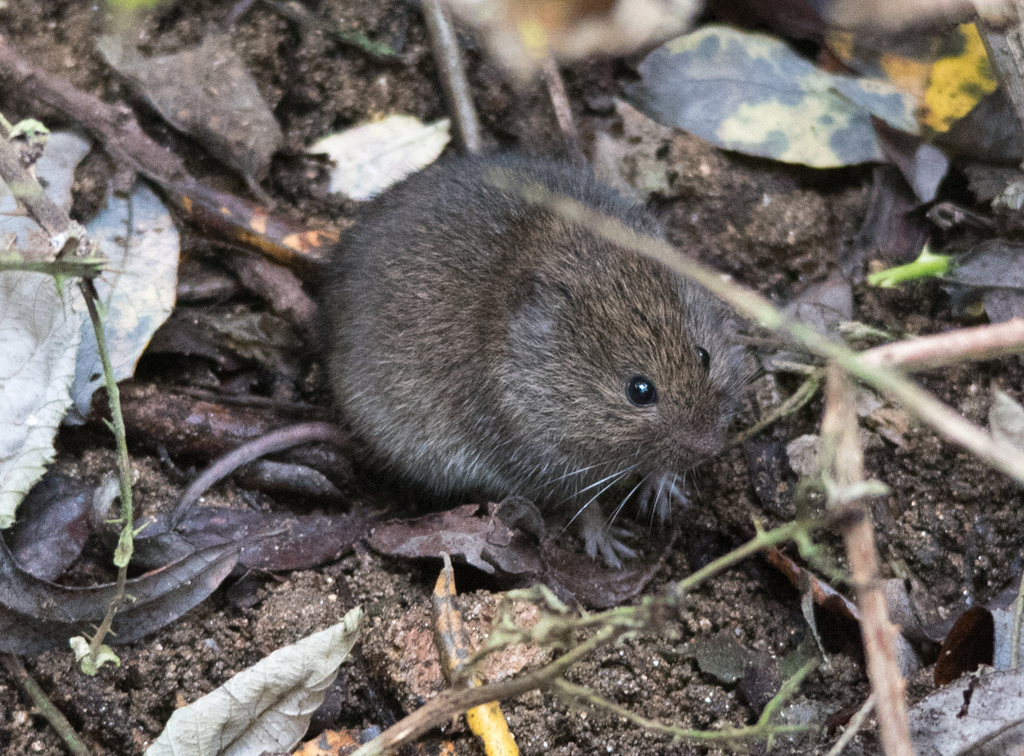 California Vole (Microtus californicus) - Know Your Mammals