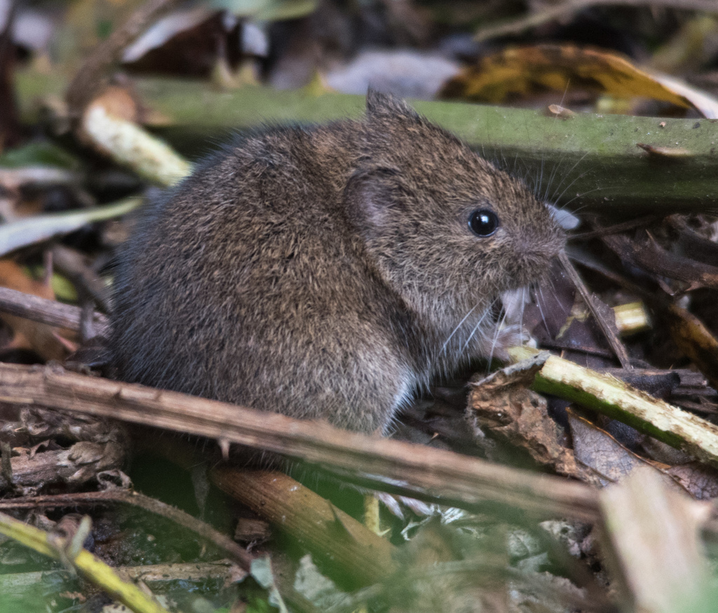 California Vole (Microtus californicus) - Know Your Mammals