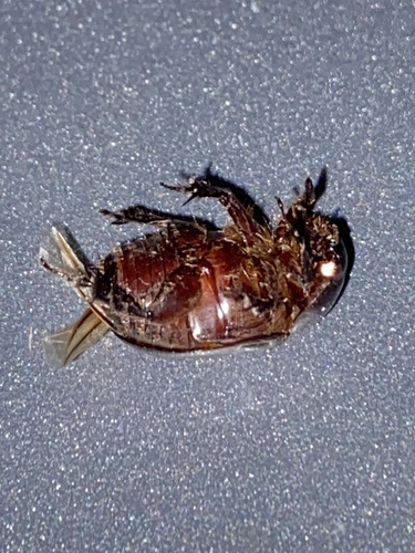 Observations by meteorologistsam · iNaturalist