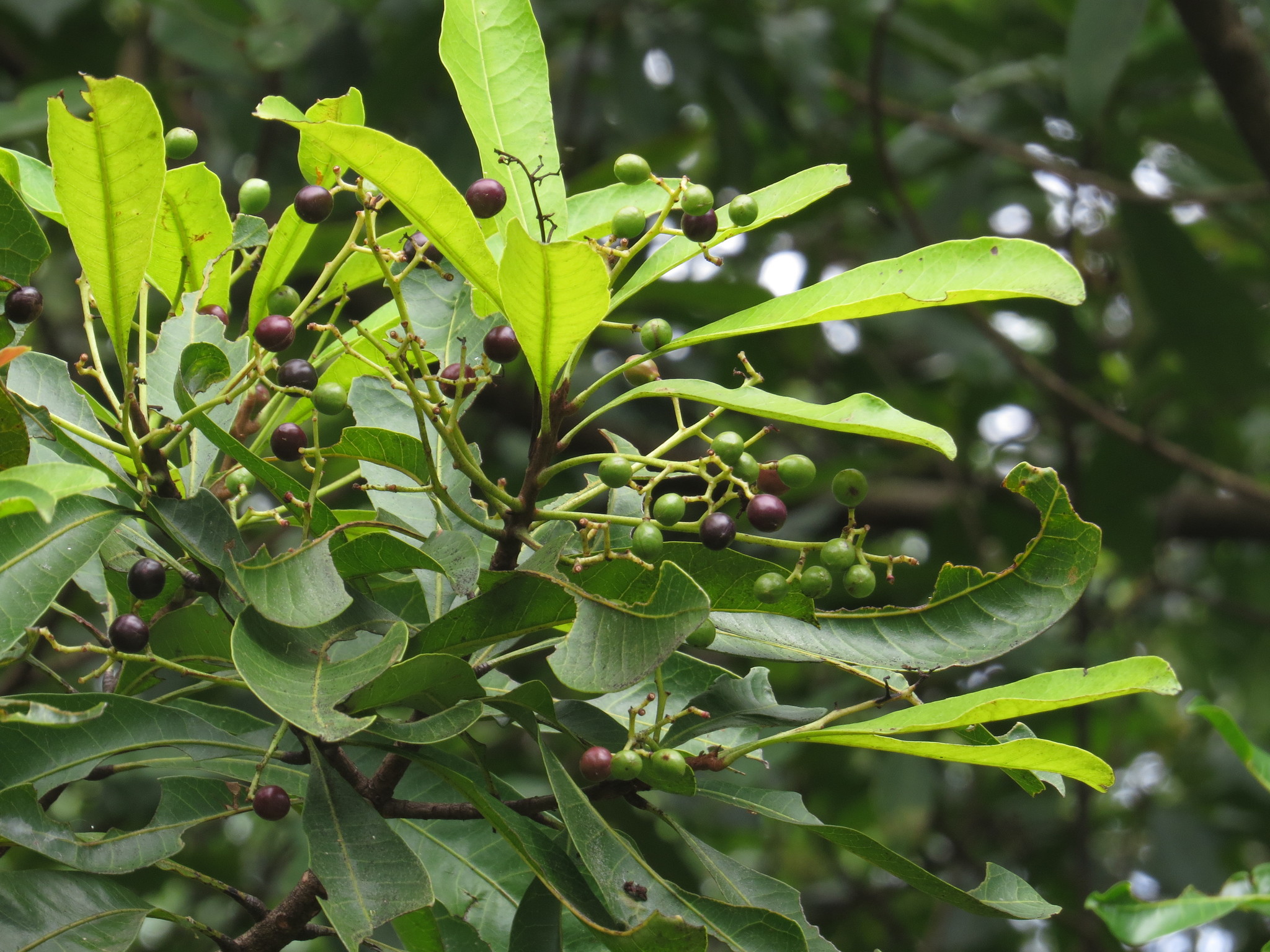 Buchanania arborescens (Blume) Blume