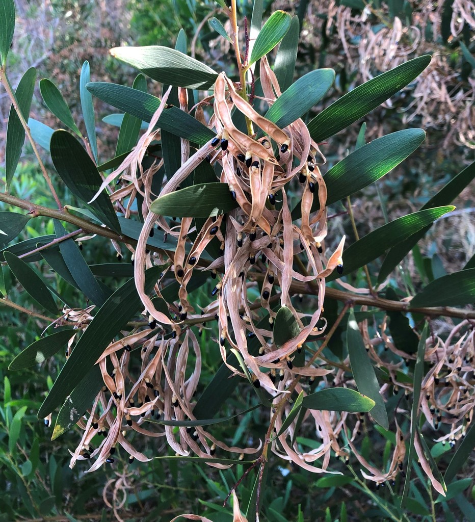 Longleaf Wattle from Joanna SA 5271, Australia on December 24, 2020 at ...