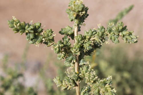 Beard Ganna (Caroxylon barbatum) · iNaturalist United Kingdom