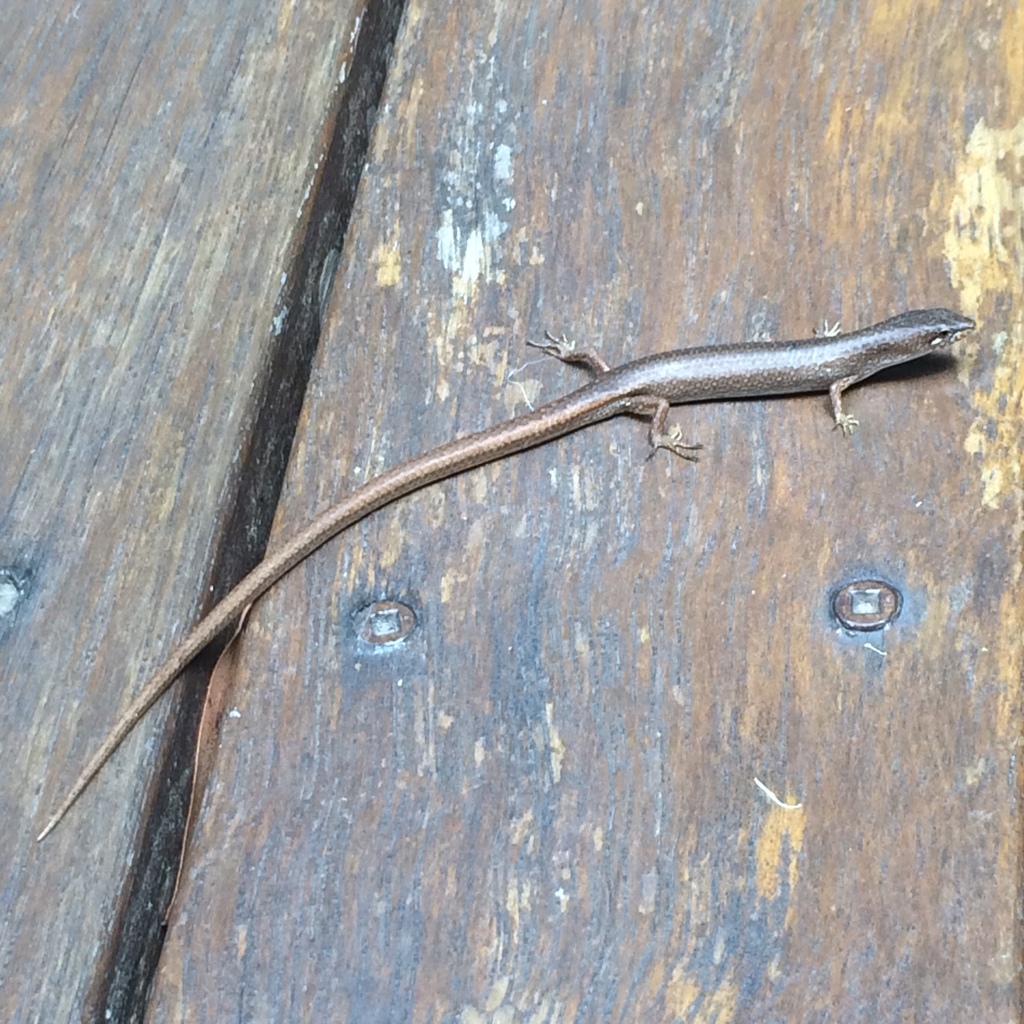 Southern Weasel Skink from Frankston South VIC, Australia on December ...