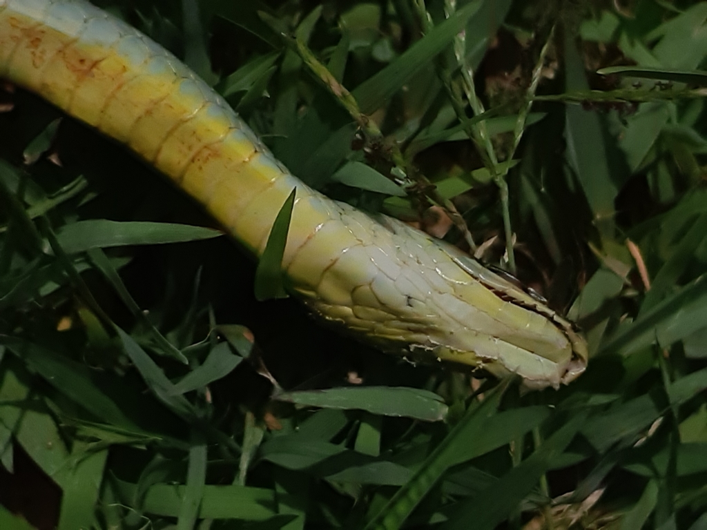 Common Tree Snake from Wahroonga NSW 2076, Australia on December 24 ...