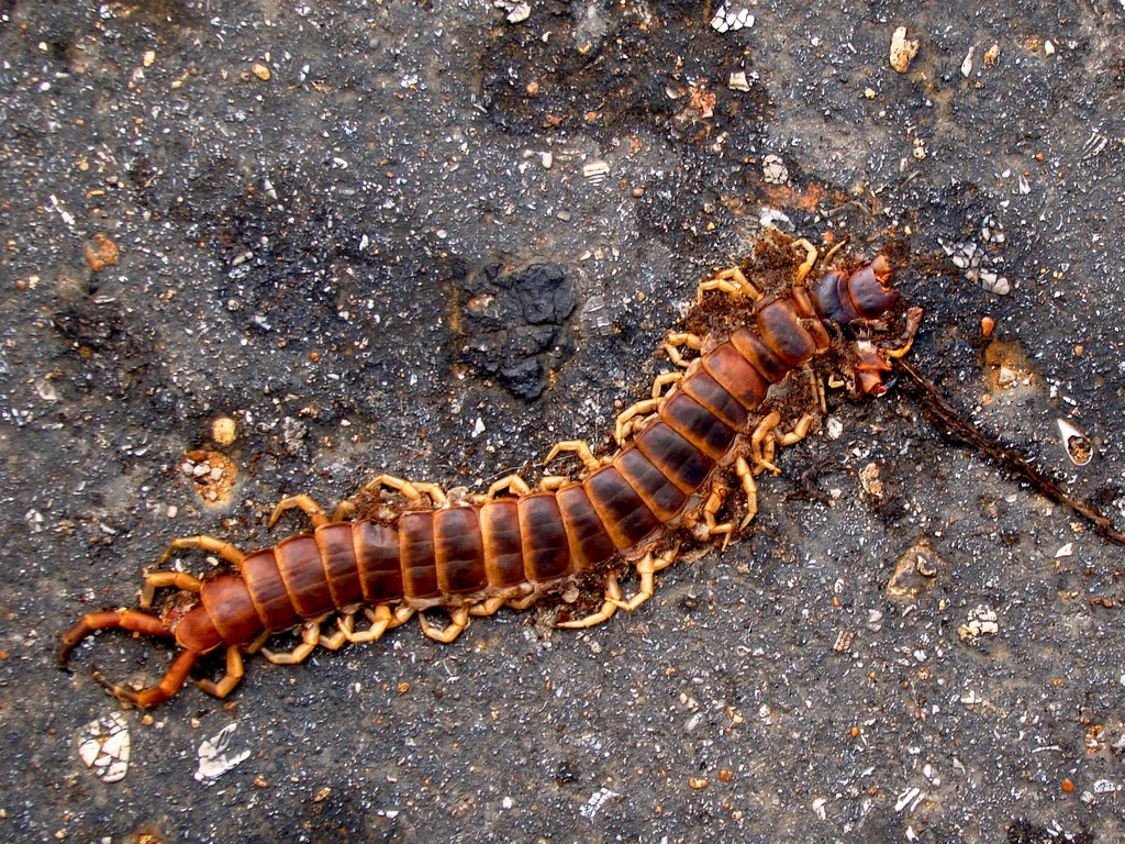 Amazonian Giant Centipede from Los Taques, Falcón, Venezuela on April ...