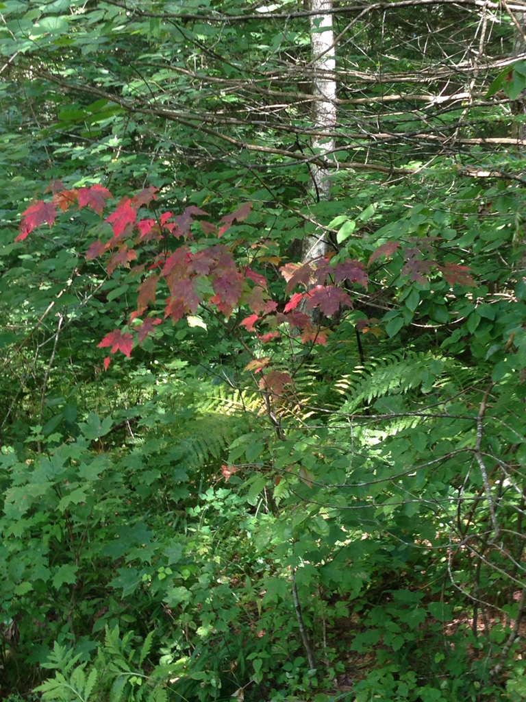 red maple on August 29, 2014 at 12:13 PM by Charlie Hohn · iNaturalist