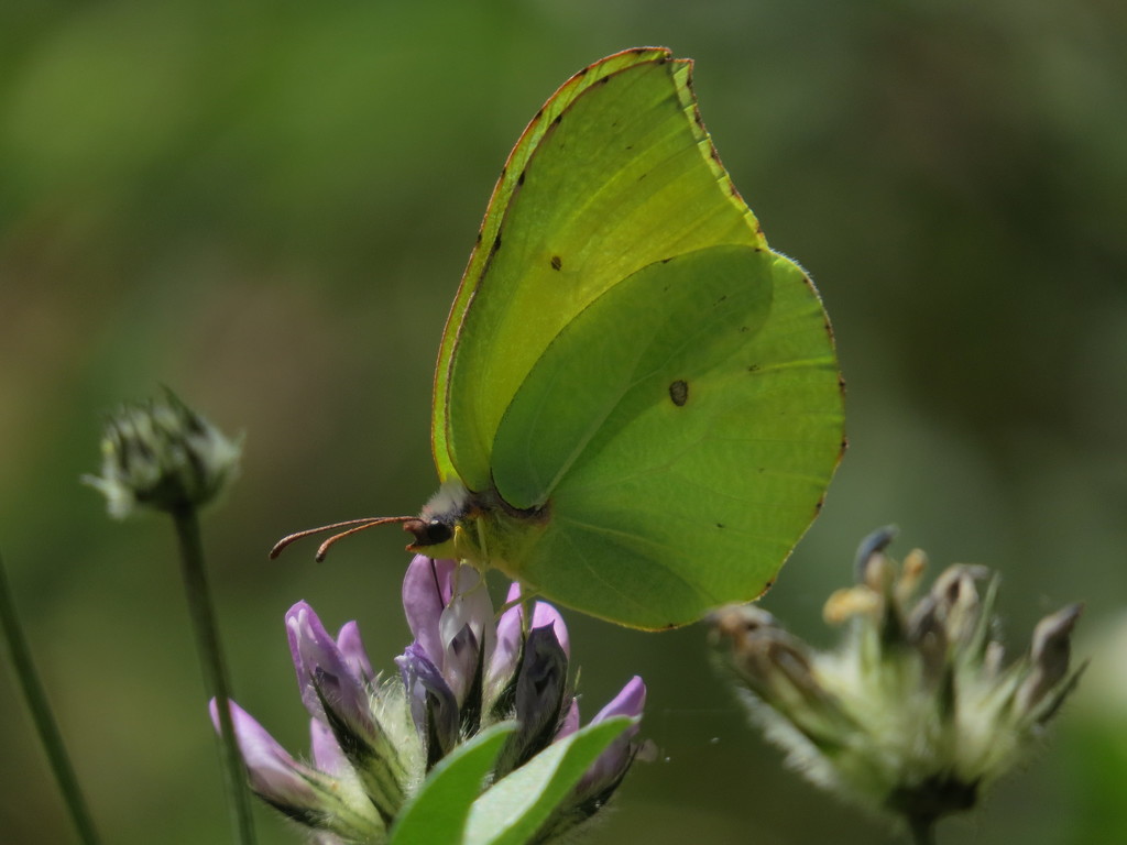 Gonepteryx cleobule (Tenerife Papilionoidea) · iNaturalist