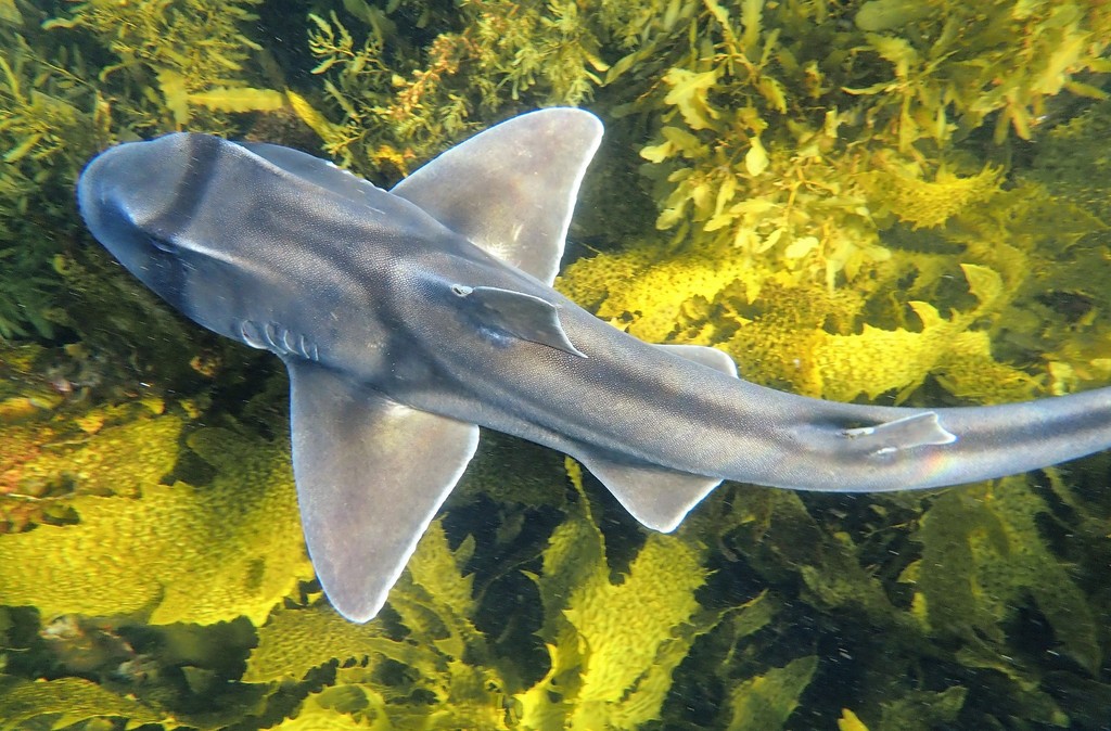 Sharks (Selachii) - Marine Life Identification