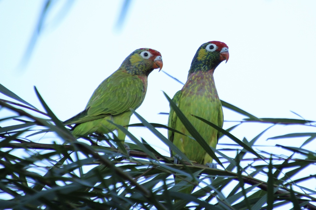 Varied Lorikeet (Psitteuteles versicolor) - Avian Discovery