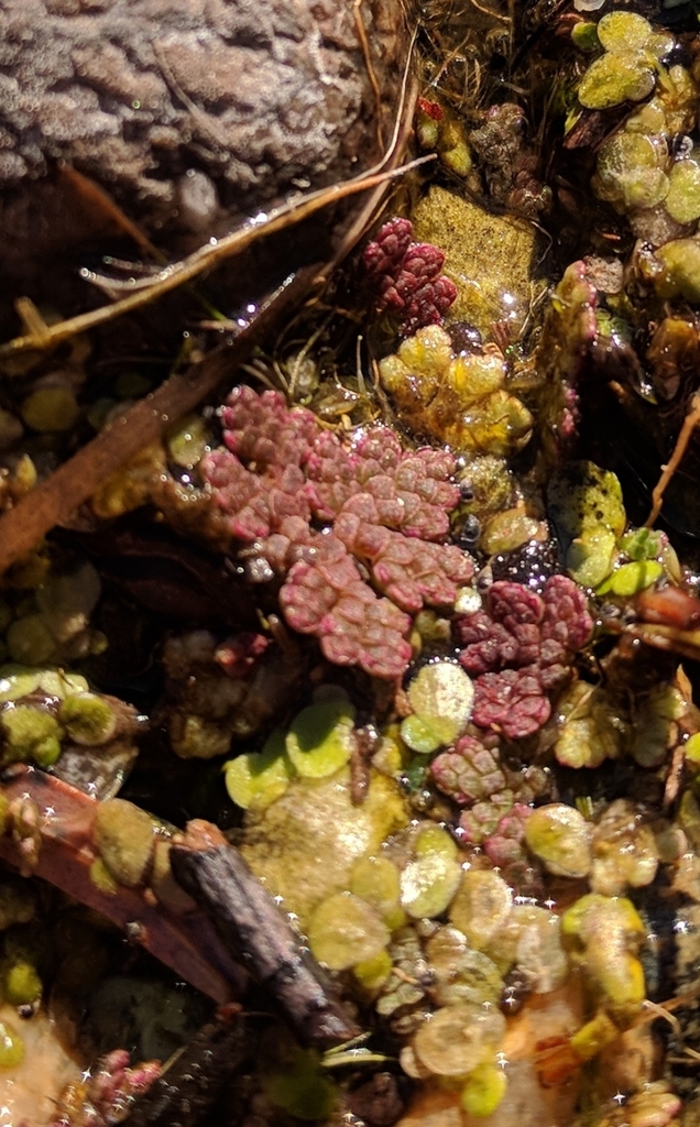 water fern from Wheat Ridge, CO, USA on December 9, 2020 at 02:08 PM by ...