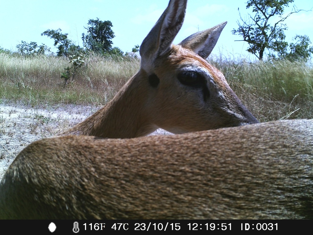 Oribis (Ourebia) - Know Your Mammals