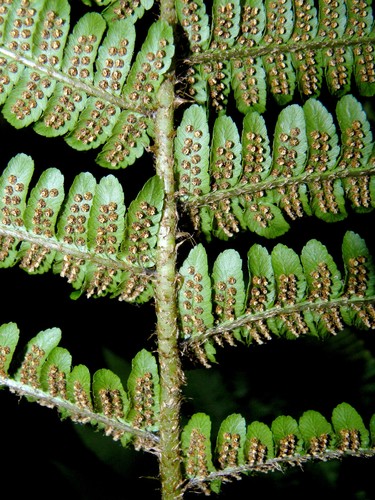 Hybrid Dryopteris × complexa · iNaturalist