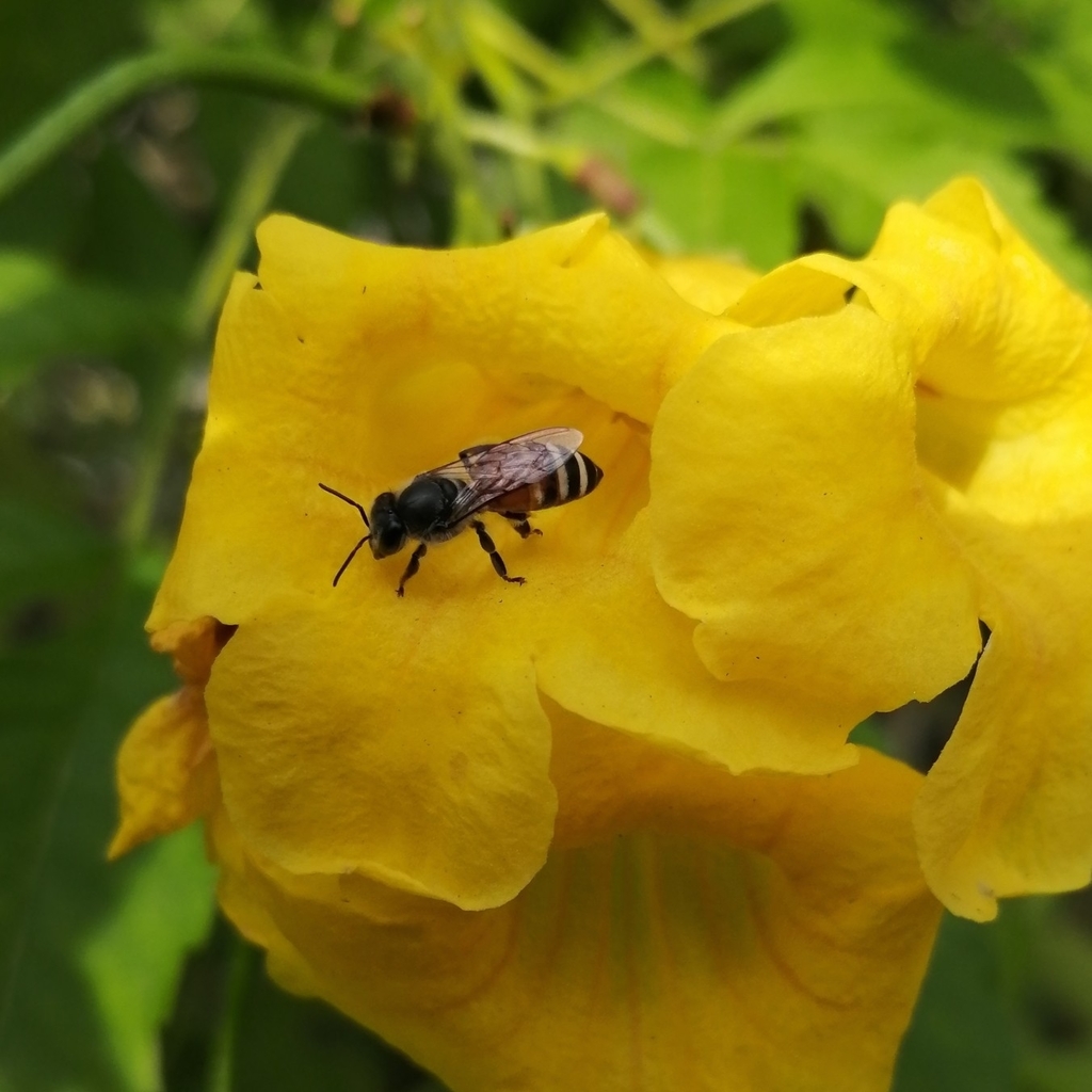 Red Dwarf Honey Bee from Canberra Link on December 24, 2020 at 05:05 PM ...