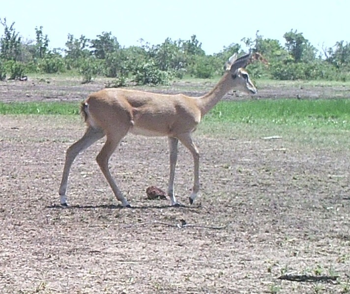 Ourebia ourebi quadriscopa from Tanguiéta, Benin on May 19, 2016 at 02: ...