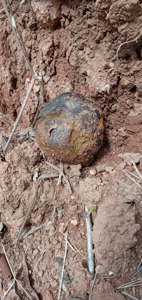 Pisolithus from Bela Vista, Rio Claro - SP, Brasil on December 24, 2020 ...