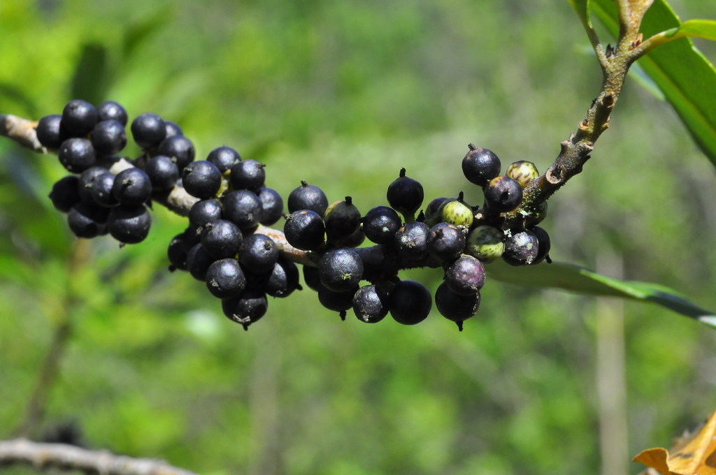 Cucharo espadero (Árboles de siembras de la FHB) · iNaturalist