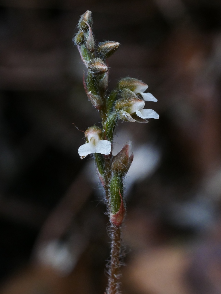 由 Jacy Chen 於 2019年03月06日 11:24 在 台灣南投縣 所記錄的 阿里山線柱蘭 · 愛自然-臺灣 ...