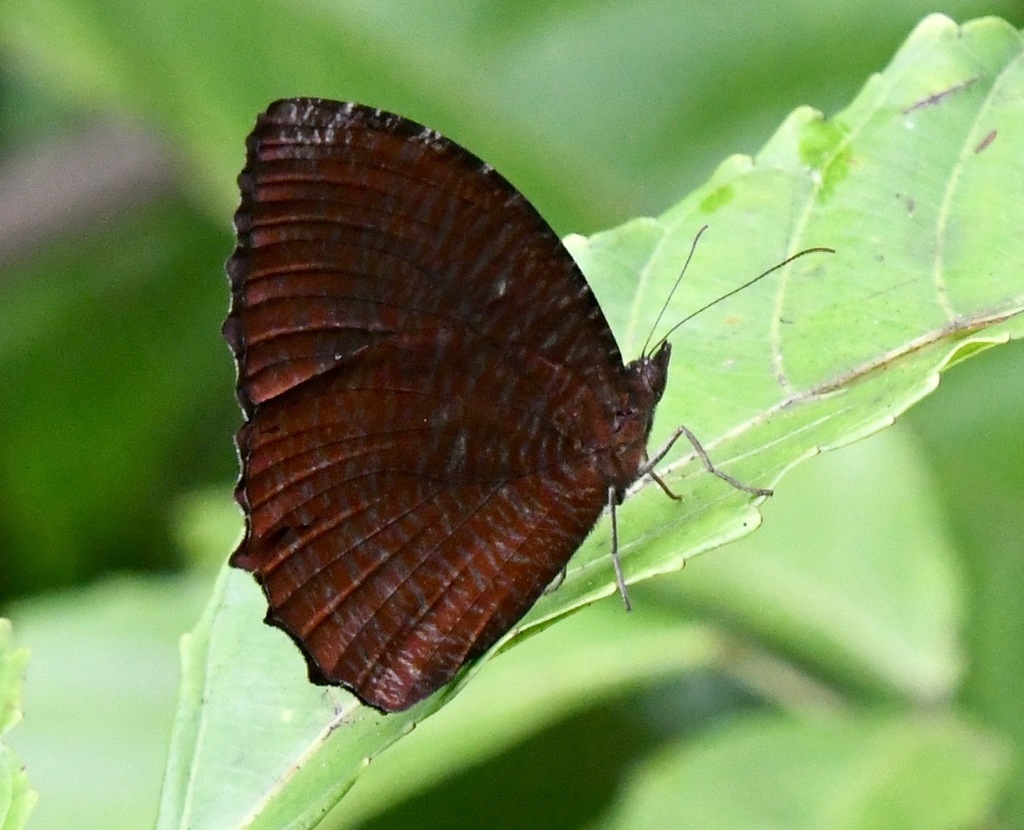 Common Palmfly (Butterfly Checklist guide of Maharashtra Nature Park ...