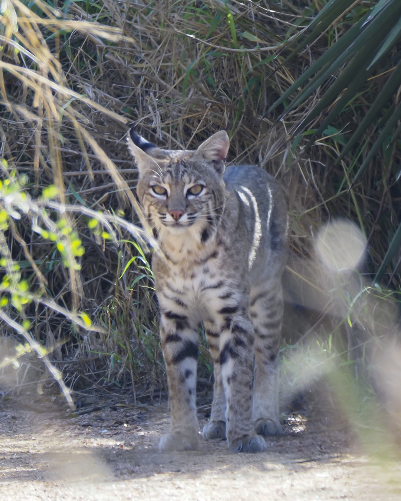 Bobcat from South Side, Corpus Christi, TX, USA on December 21, 2020 at ...