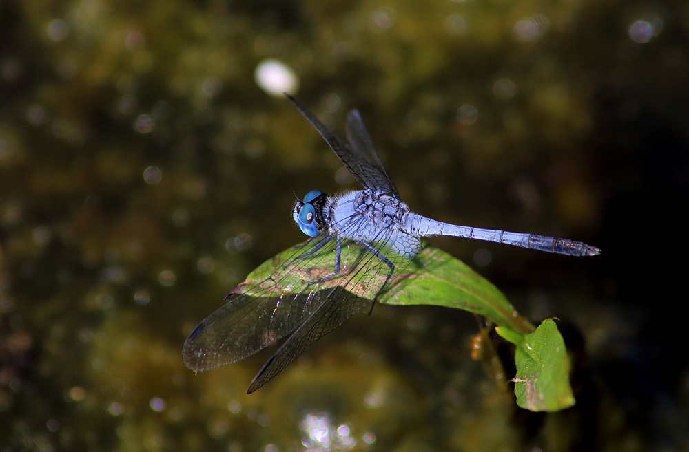 Chalky Percher (Odonates of Babukhan Solitare ) · iNaturalist