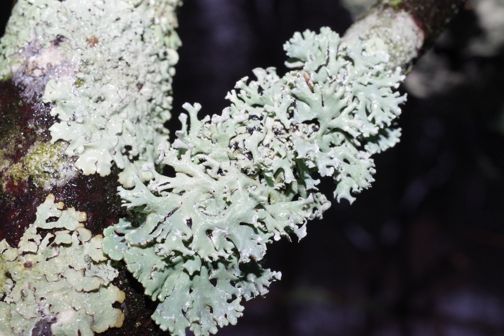 Tube Lichens from Elk County, PA, USA on December 21, 2020 at 04:46 PM ...
