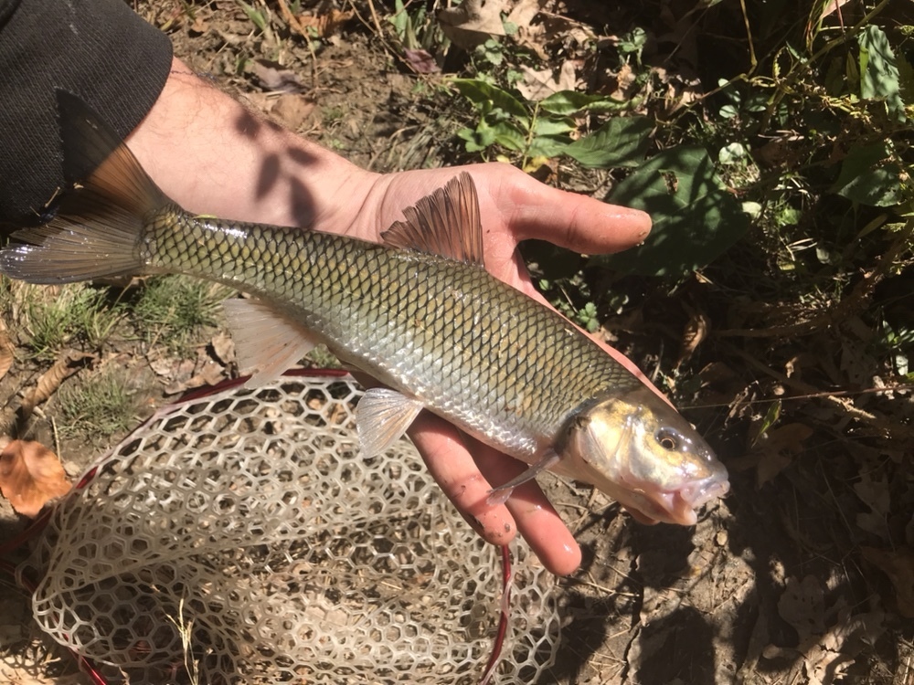 Fallfish from Parkton, MD, US on October 17, 2020 at 12:49 PM by ...